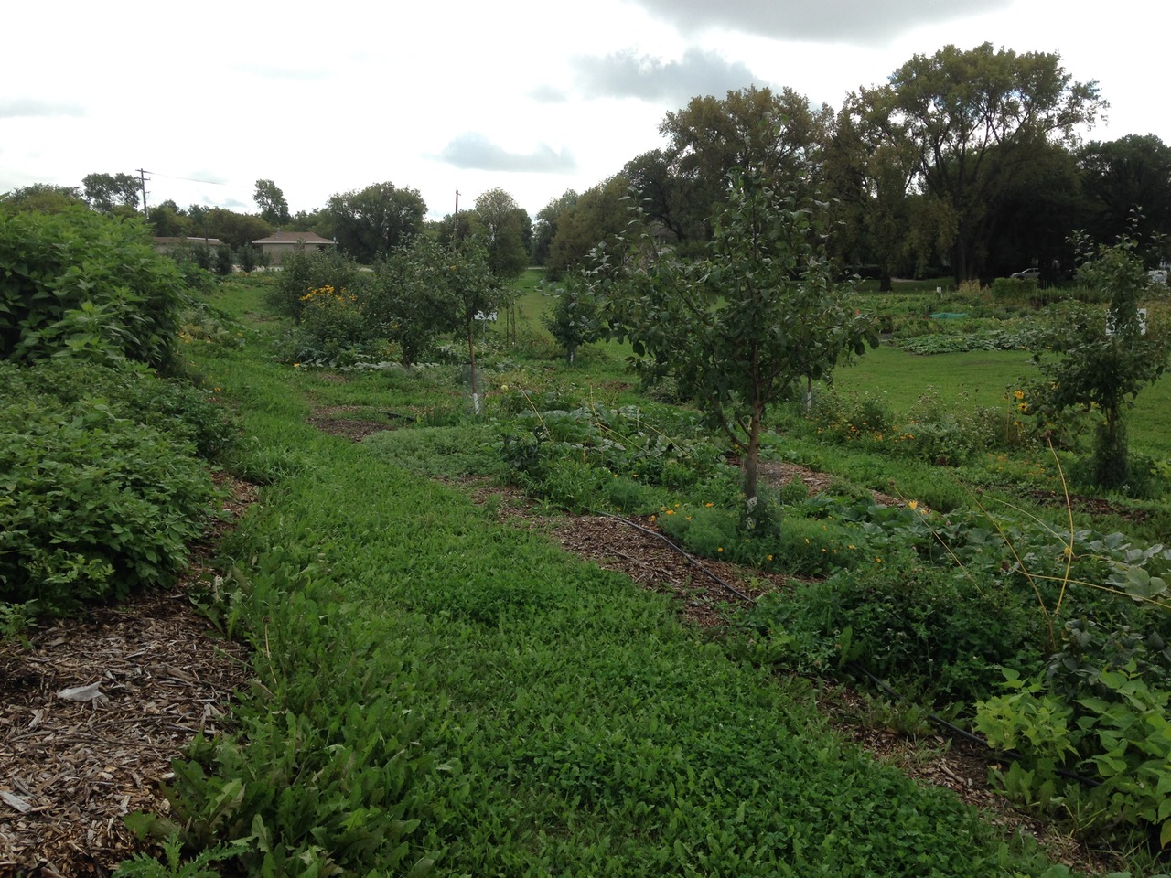 How to Grow an Orchard in the Heart of a City – Trees Please Winnipeg
