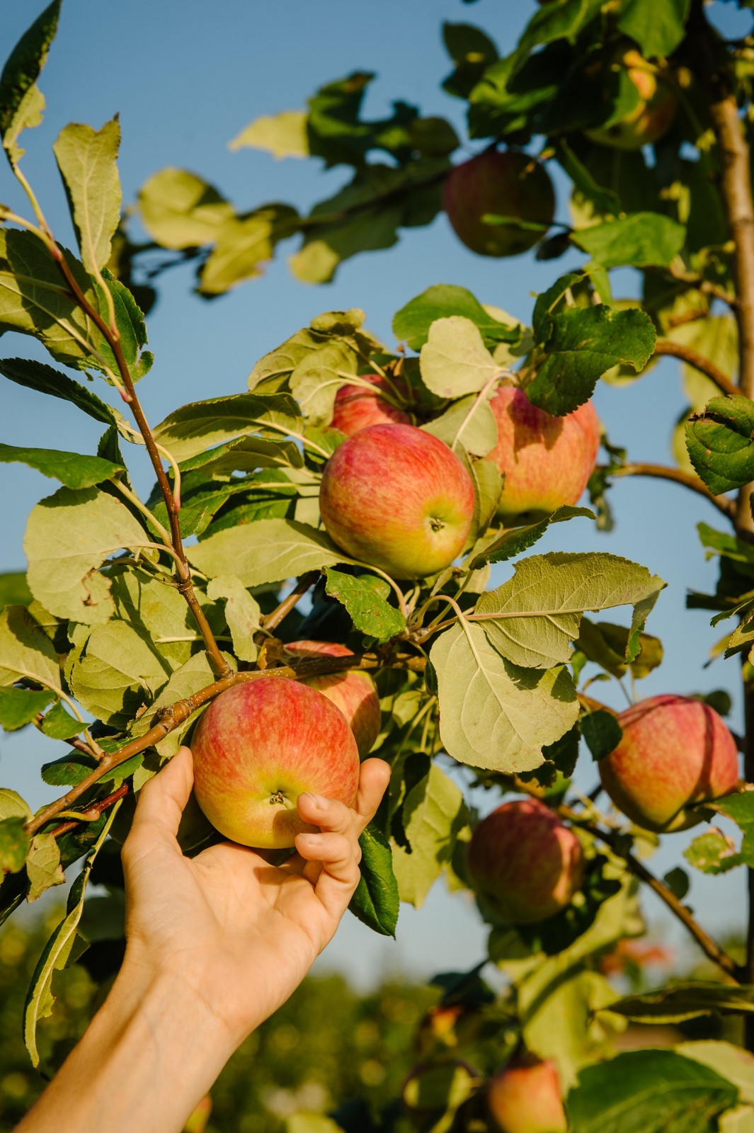 How to Grow an Orchard in the Heart of a City – Trees Please Winnipeg