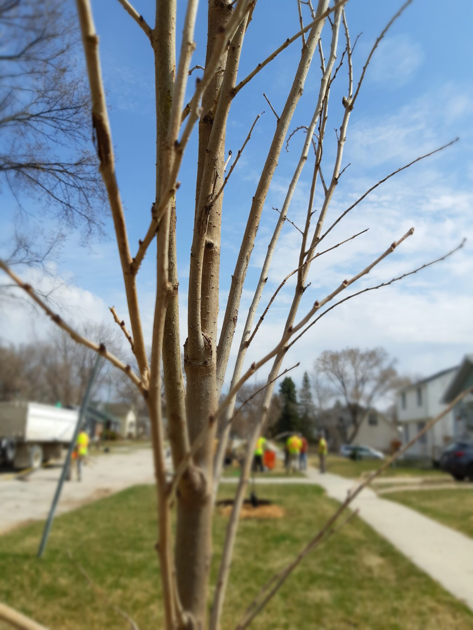 Conversation into Action: How Riverview Residents Planted 55 New ...